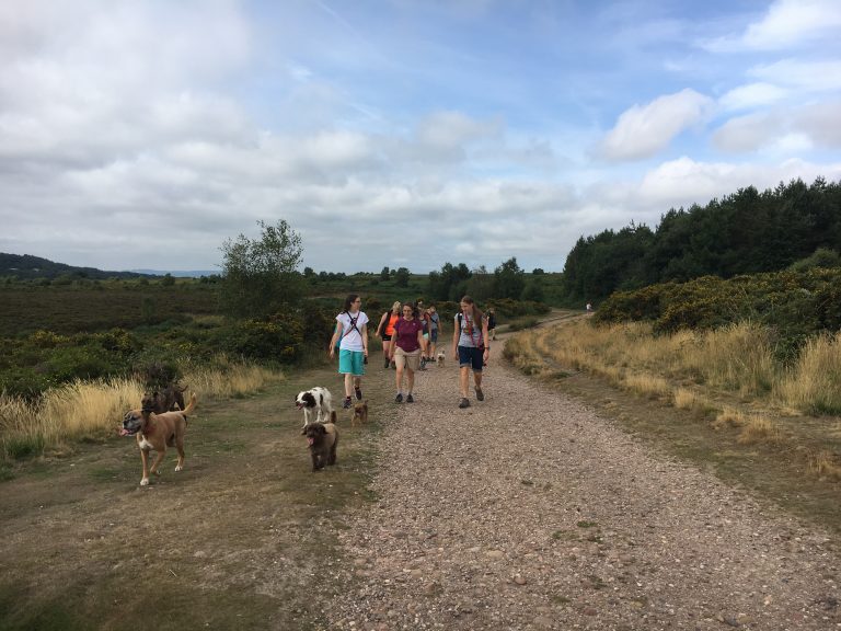 Happy first birthday Devon Loves Dogs - Pebblebed Heaths